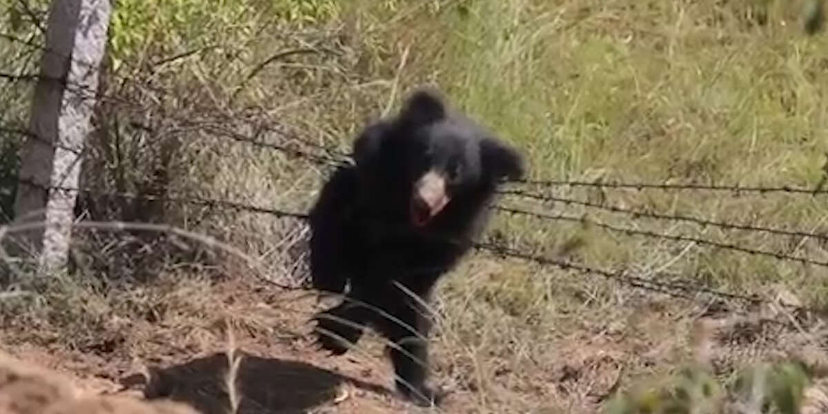Bear Stuck In Fence Is So Glad These People Came Along - Videos - The Dodo