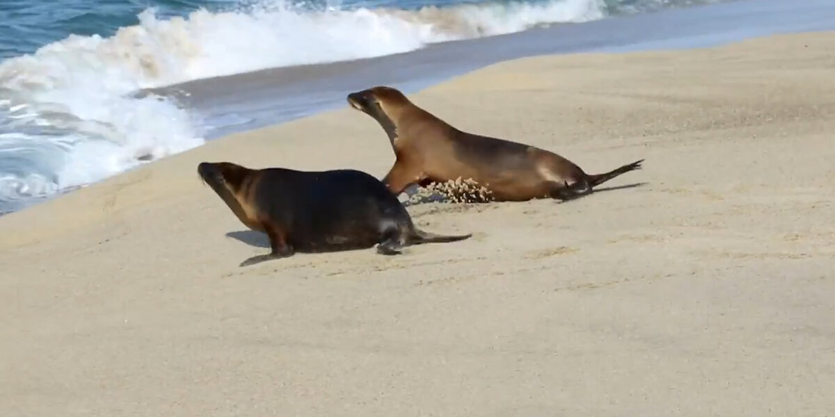 Sea Lion Makes Sure Her Friend Goes Back To The Wild With Her - Videos ...