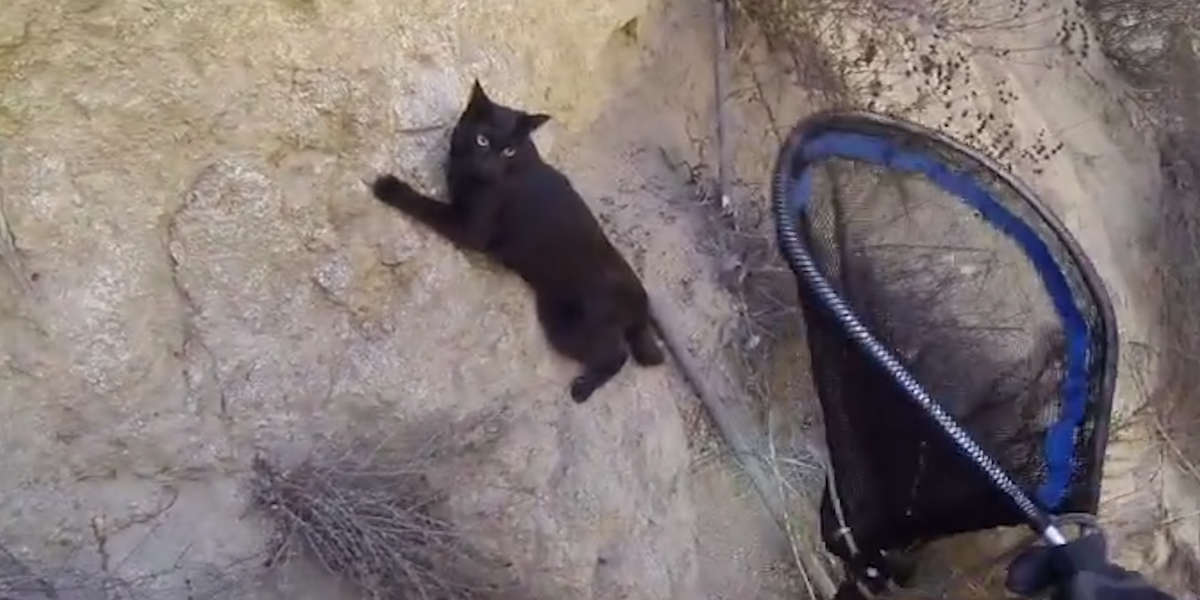 Rescuers Save Cat Stranded On 100-Foot Cliff - Videos - The Dodo