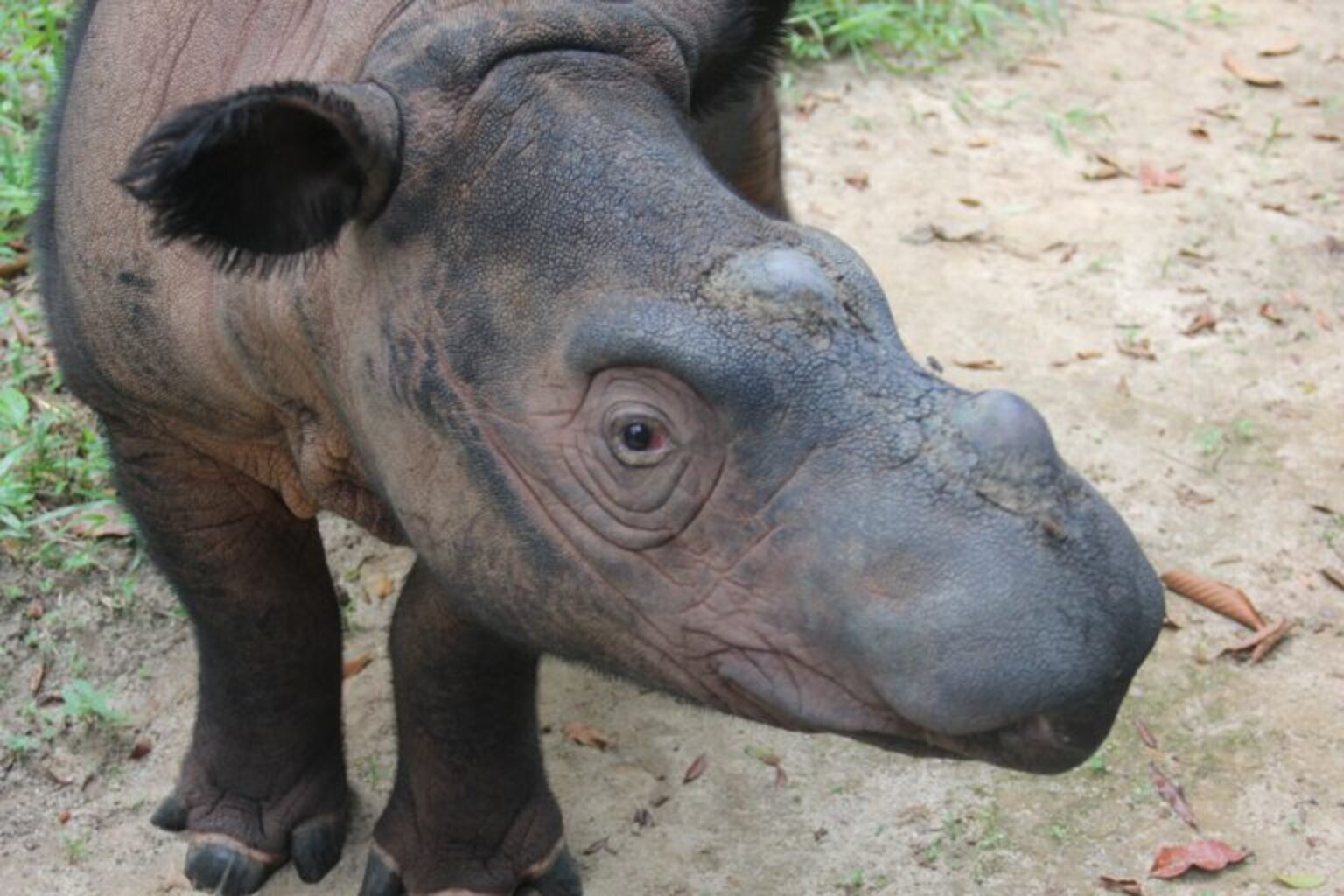 The Sumatran Rhino Is Closer To Extinction Than People Thought - The Dodo