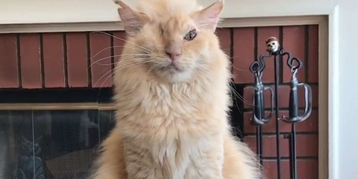 One-Eyed Cat Is A Spokesman For Special Needs Animals - Videos - The Dodo