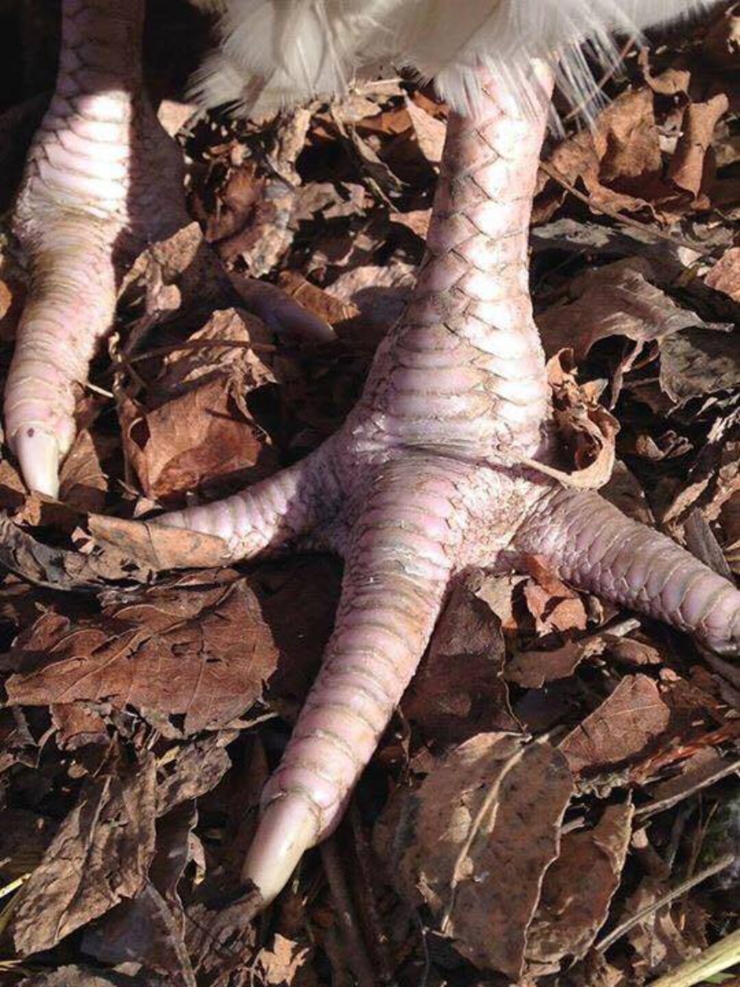 Turkey Rides Up Front In Car With Her Rescuer - The Dodo