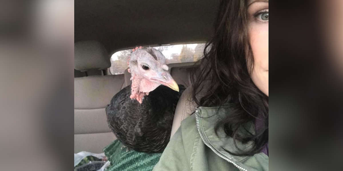 Turkey Rides Up Front In Car With Her Rescuer - The Dodo