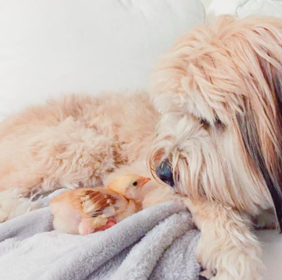 Dog Is Obsessed With His New Rescue Turkey - The Dodo
