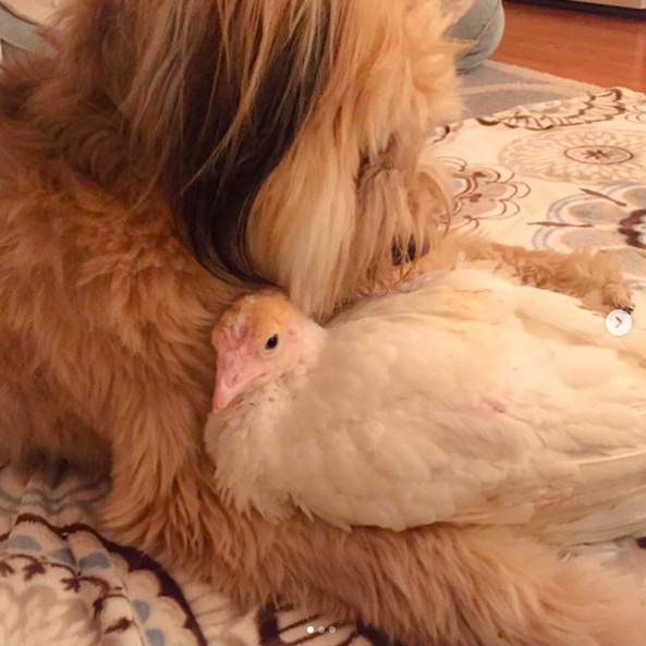 Dog Is Obsessed With His New Rescue Turkey - The Dodo