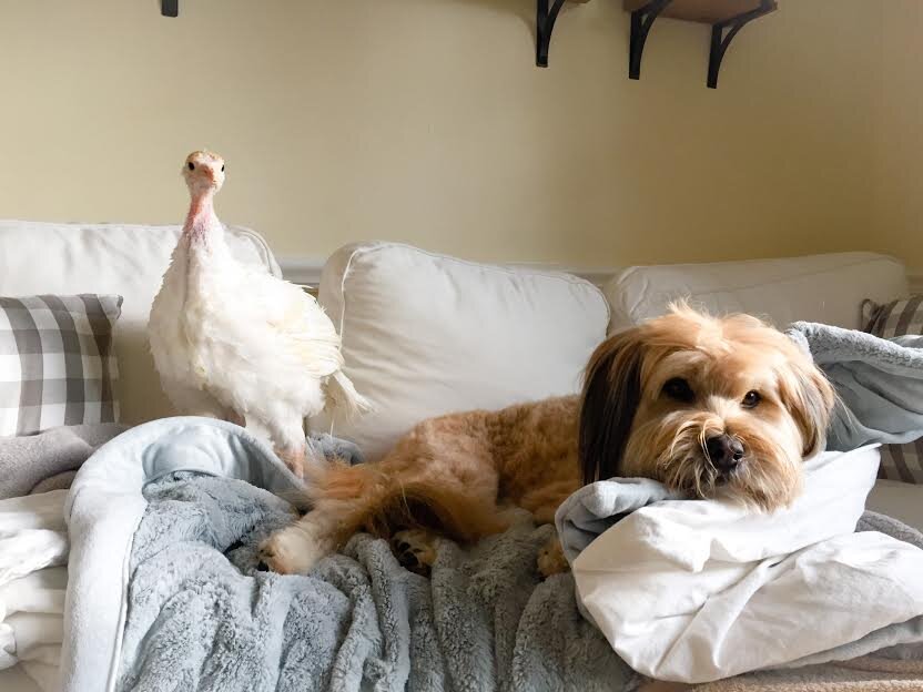 Dog Is Obsessed With His New Rescue Turkey - The Dodo