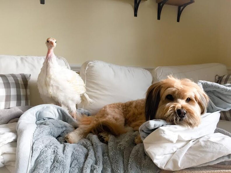 Dog Is Obsessed With His New Rescue Turkey - The Dodo