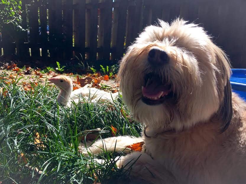 Dog Is Obsessed With His New Rescue Turkey - The Dodo