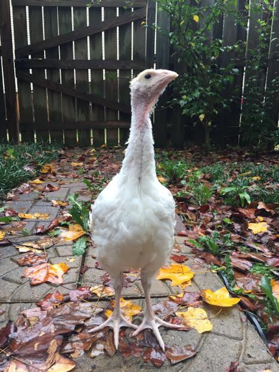 Dog Is Obsessed With His New Rescue Turkey - The Dodo