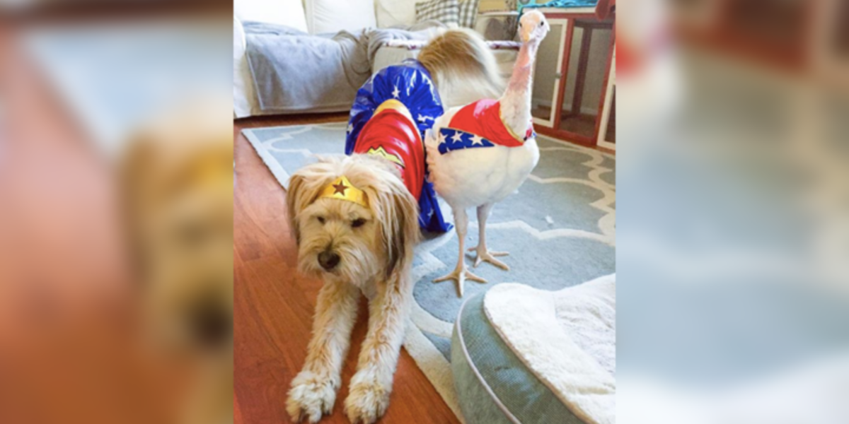 Dog Is Obsessed With His New Rescue Turkey - The Dodo