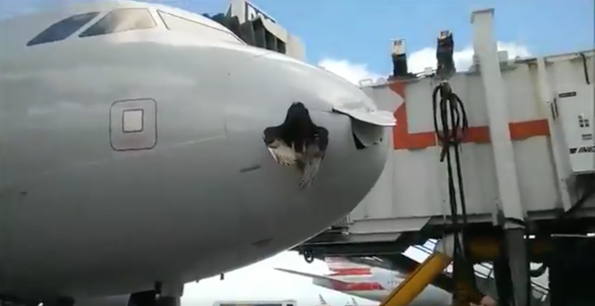Plane Makes Emergency Landing After Bird Gets Stuck in Its Nose - Thrillist