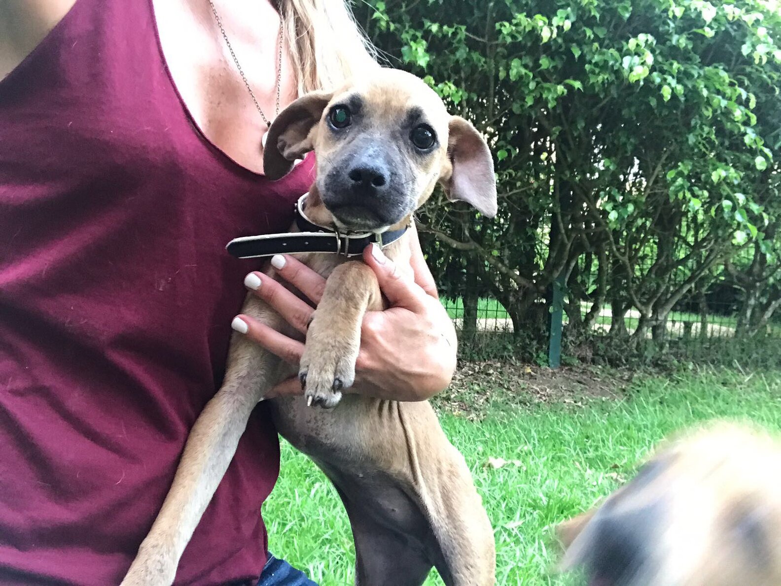 Bonded Puppies Rescued In Puerto Rico Find Home Together - The Dodo