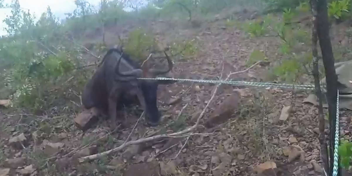 Guy Saves Wildebeest Caught In Poacher's Trap - Videos - The Dodo