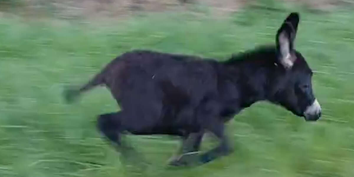 Baby Donkey Has The Zoomies - Videos - The Dodo