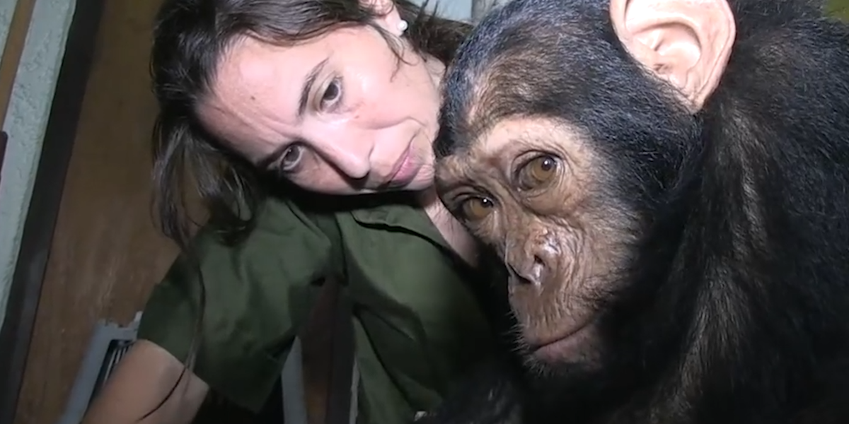 Baby Chimps Are Finally Free, But They Were Almost Someone's Pet ...