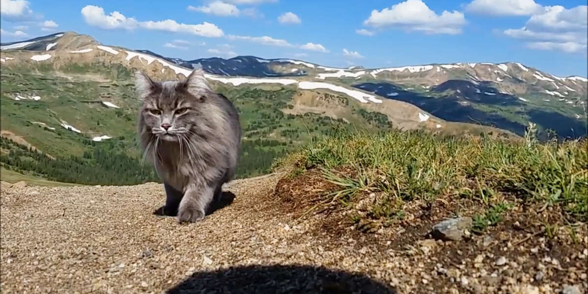 Cat Loves Climbing Mountains With Her Parents - Videos - The Dodo
