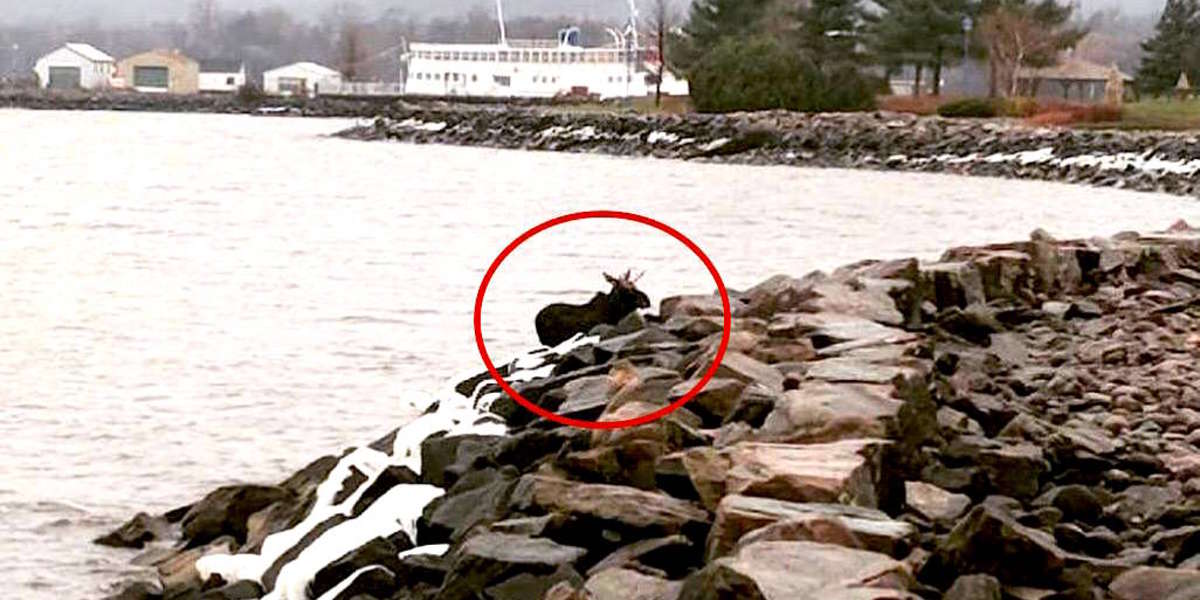 Ontario Police Close Road So Disoriented Moose Can Calm Down - The Dodo