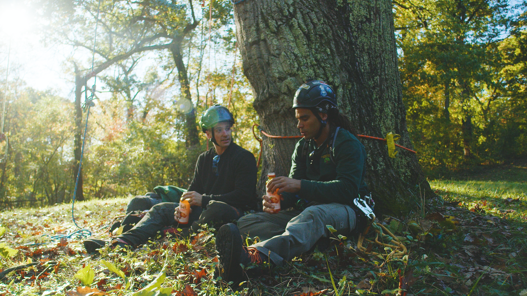 Tree Climbing Is The Best Way To See Fall Colors This Year - Thrillist