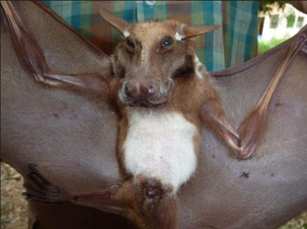 African Fruit Bat Looks Like A Dog With Wings - The Dodo