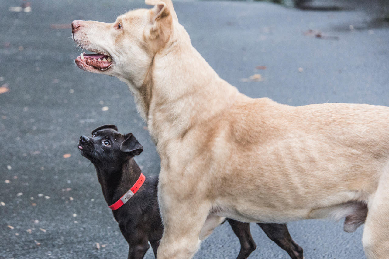 Little Dog Stuck In Shelter Won't Leave His Big Friend's Side - The Dodo