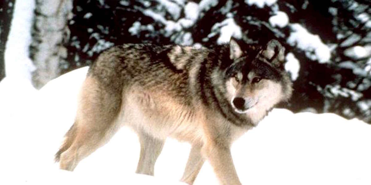 Endangered Gray Wolf Found Dead Of Gunshot Wound In Oregon - The Dodo