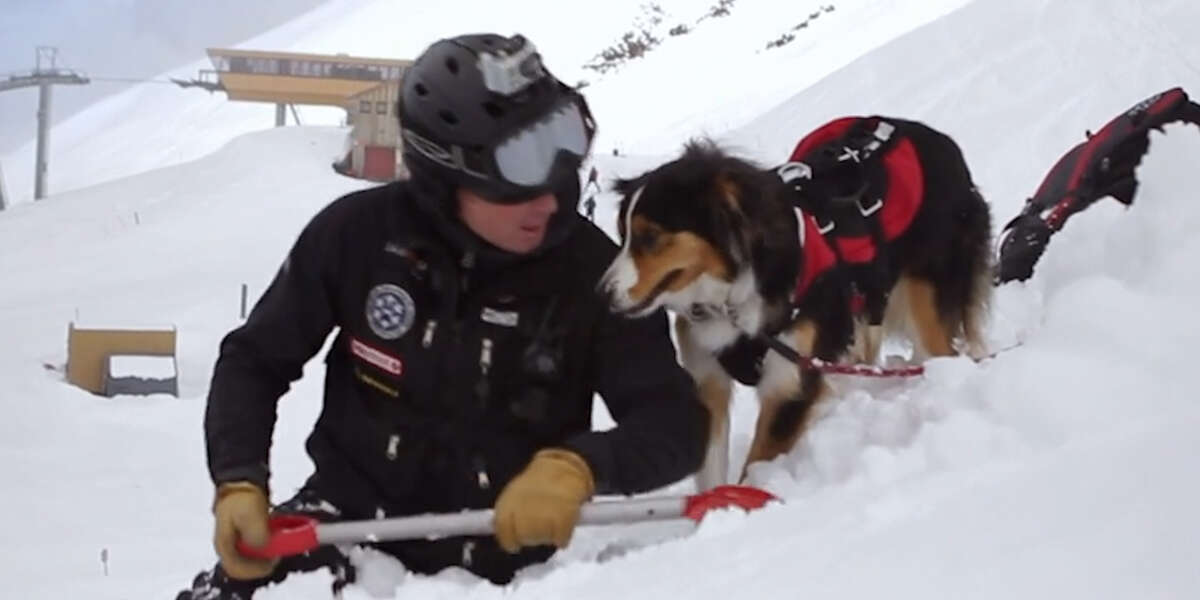 Hero Dog Saves People Buried In Avalanches - Videos - The Dodo