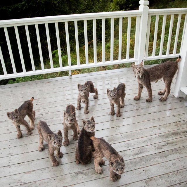 Adorable Lynx Family Caught On Video Revisiting Alaska Man's Porch ...