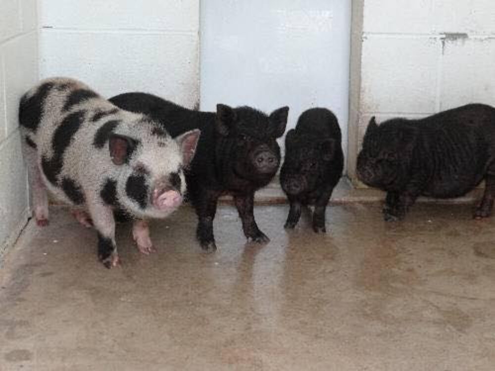 Woman Can't Stop Saving Abandoned Teacup Pigs - The Dodo