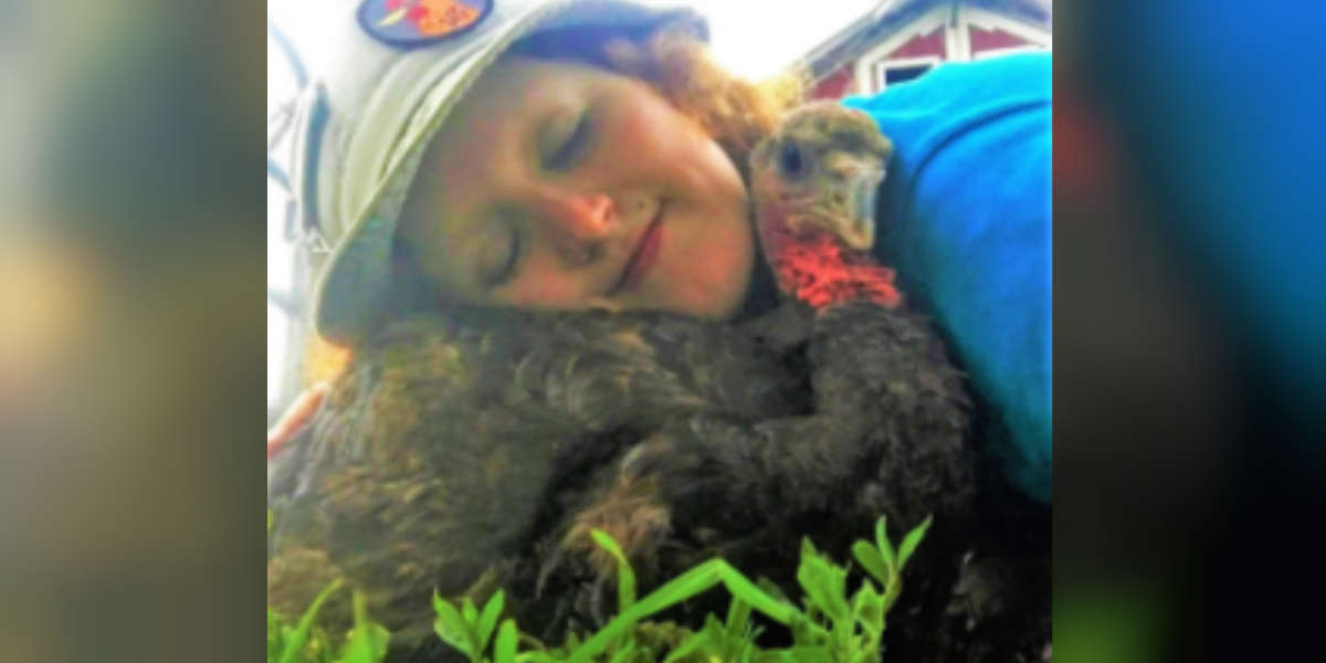 Turkey Rescued Days Before Thanksgiving Loves To Snuggle - The Dodo