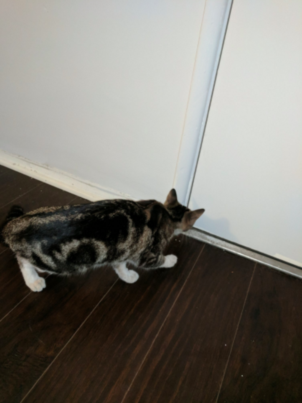 Stray Cat Follows Person Home And Convinces Them To Adopt Her - The Dodo