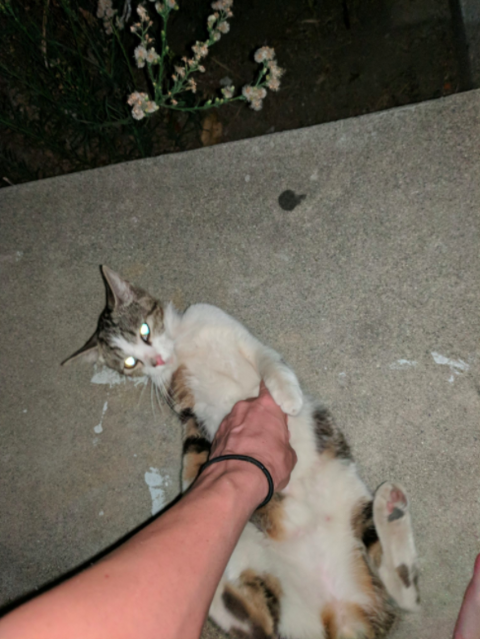 Stray Cat Follows Person Home And Convinces Them To Adopt Her - The Dodo