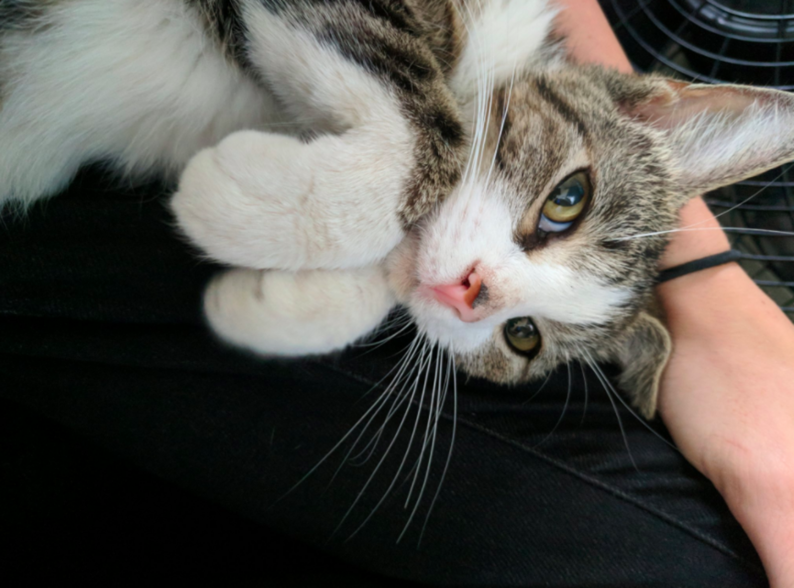 Stray Cat Follows Person Home And Convinces Them To Adopt Her - The Dodo
