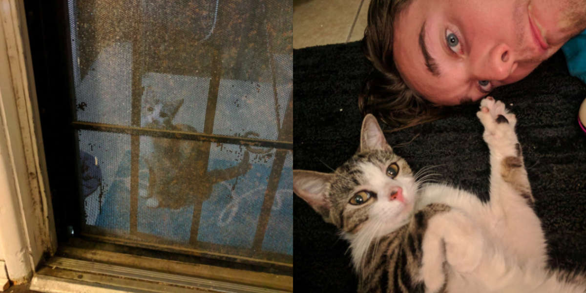 Stray Cat Follows Person Home And Convinces Them To Adopt Her - The Dodo