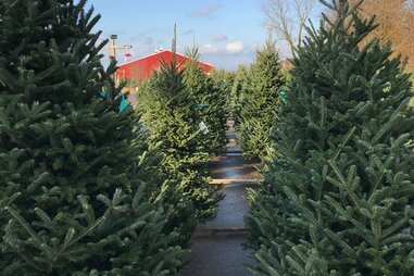 Best Christmas Tree Farms Near Chicago - Thrillist