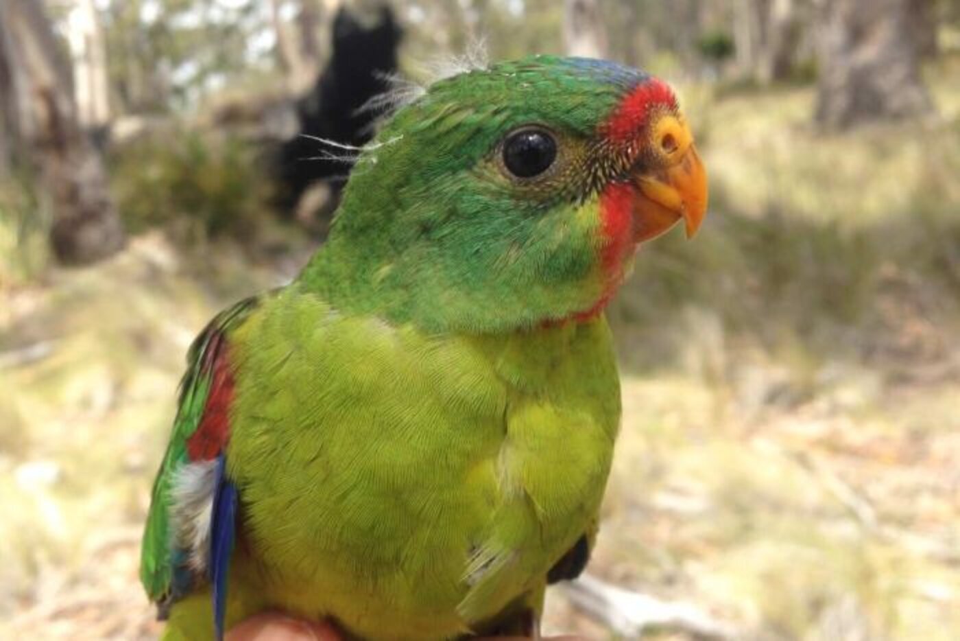 Australian Scientists Design Special Nests To Save Endangered Parrots ...