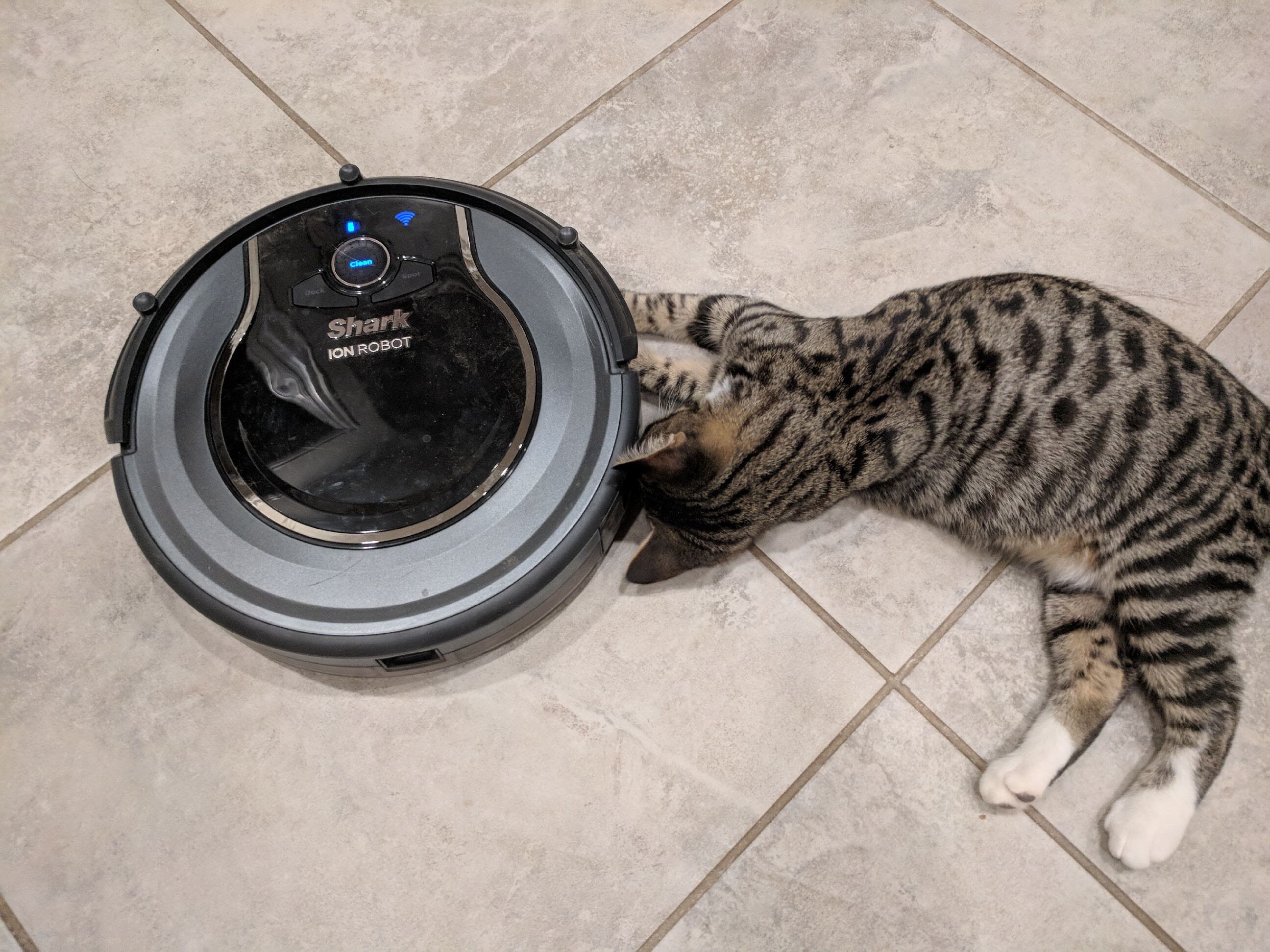 Rescue Kitten Loves Riding Around On Roomba In Hilarious Video - The Dodo
