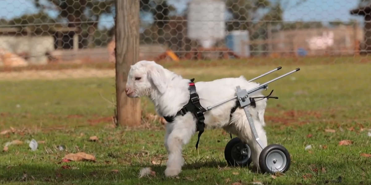 Little Goat Learns To Walk On His Own - Videos - The Dodo