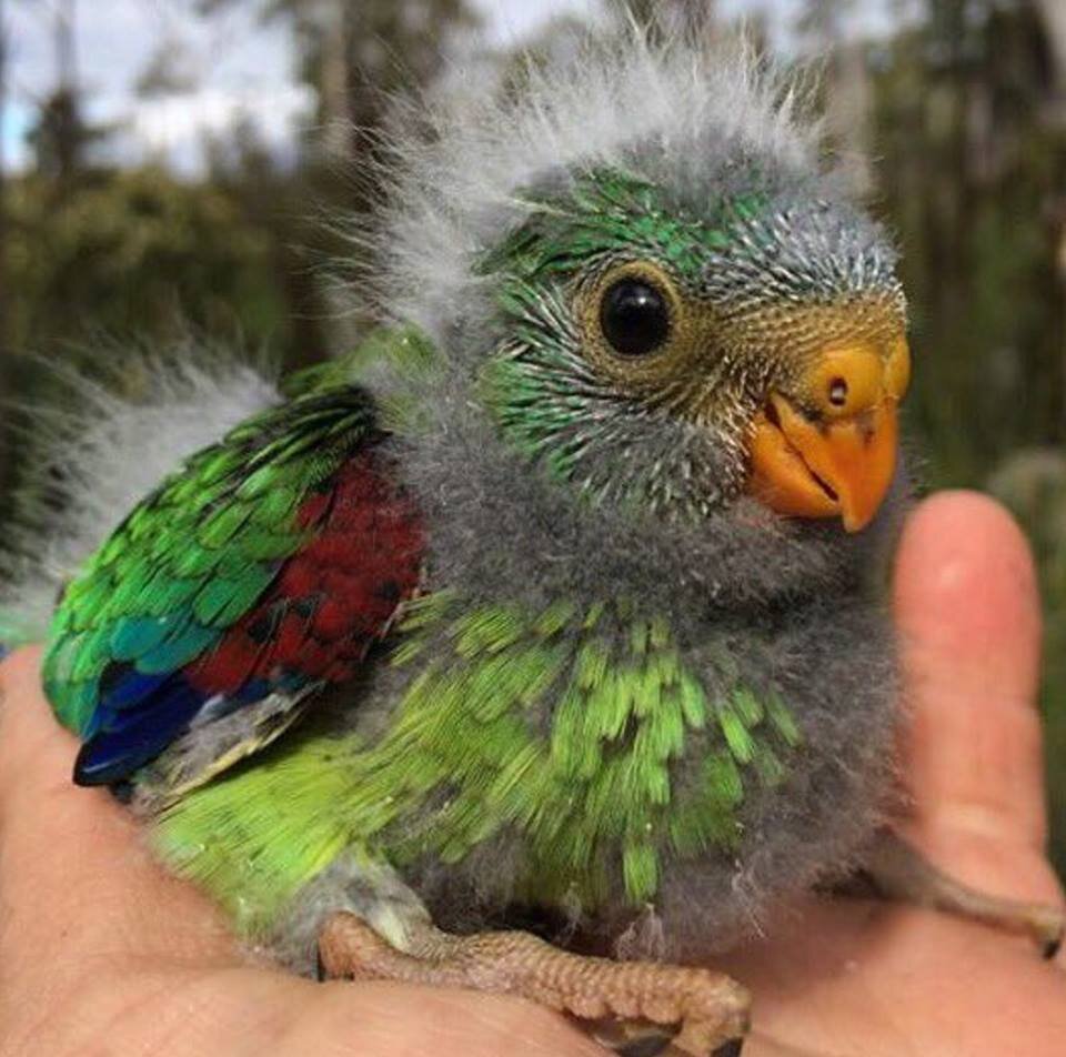 Australian Scientists Design Special Nests To Save Endangered Parrots ...