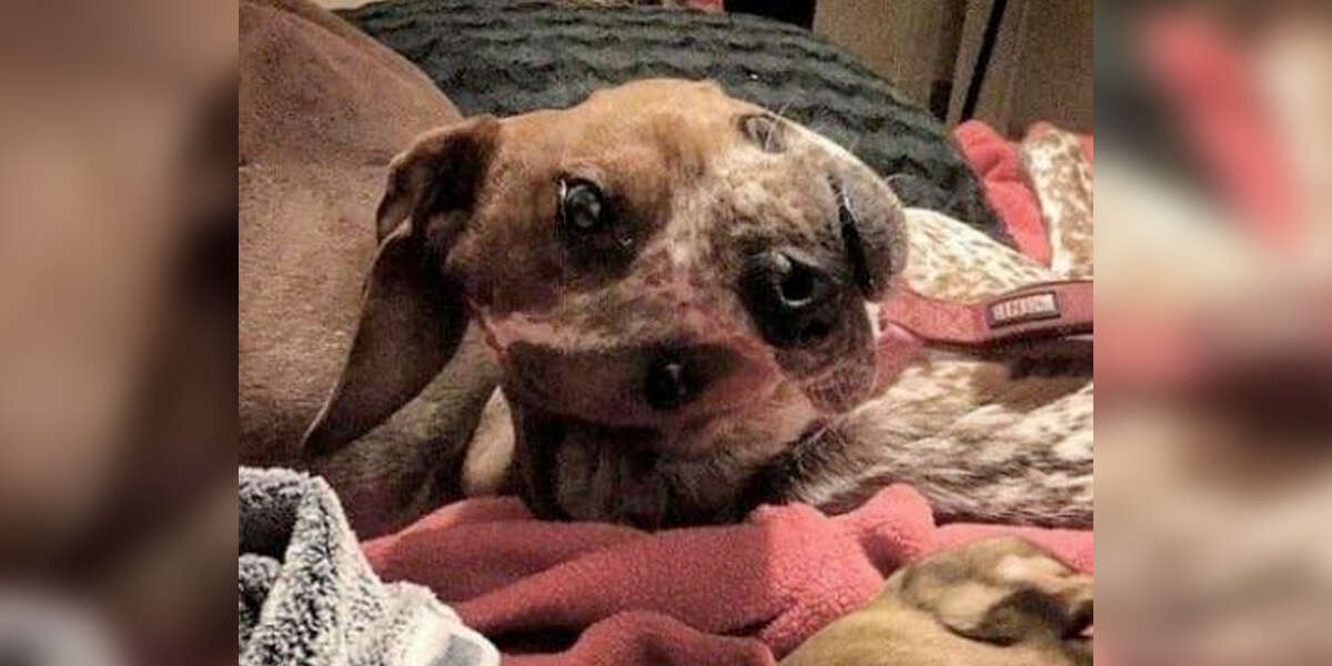 Most Random Picture On The Internet Dog