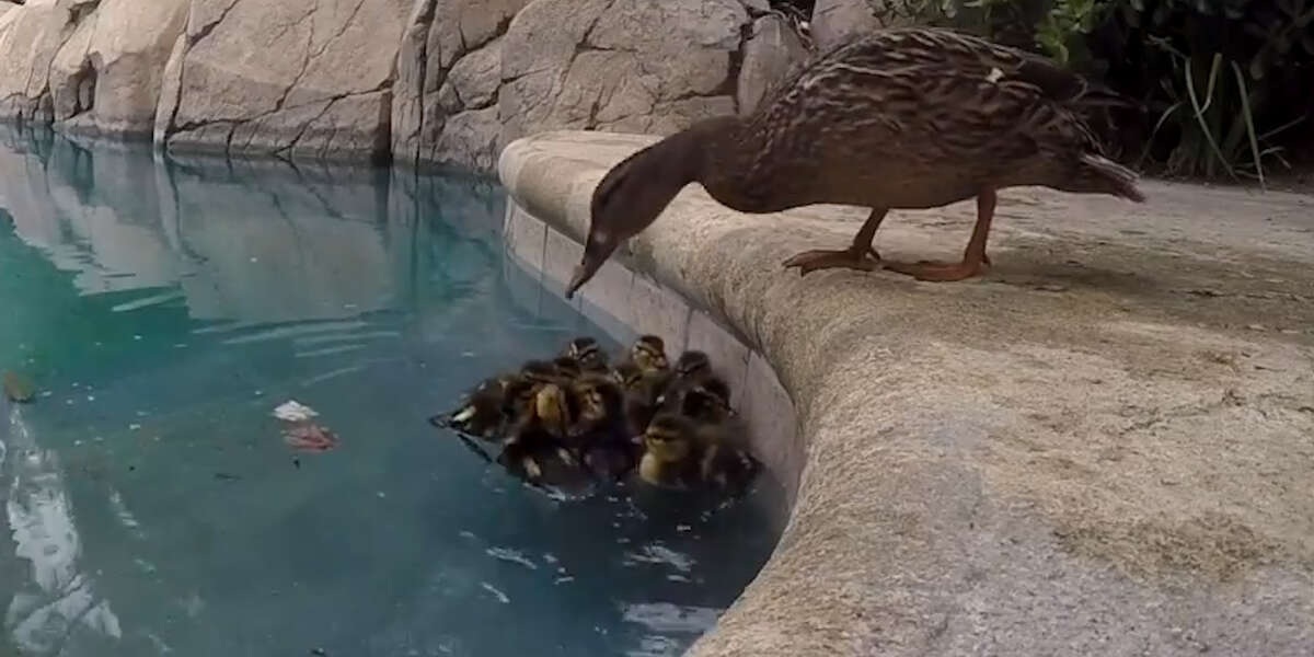 Baby Ducks Are Finally Able To Jump Out Of This Swimming Pool - Videos ...