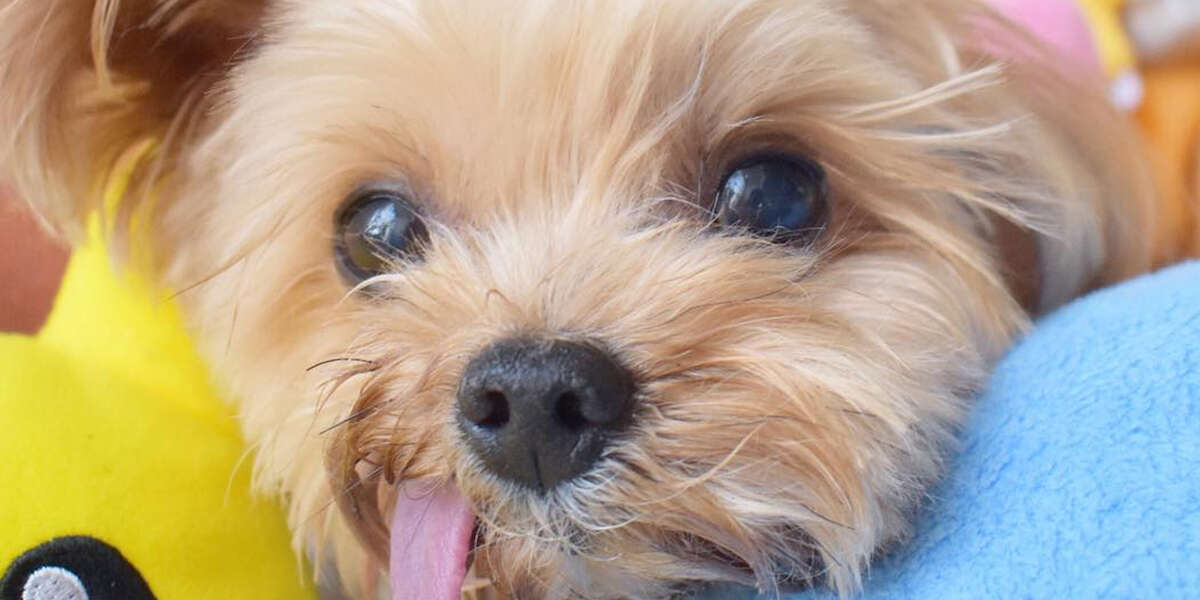 Dog Doesn't Let Anything Stop Her From Being Her Goofy Self - Videos ...