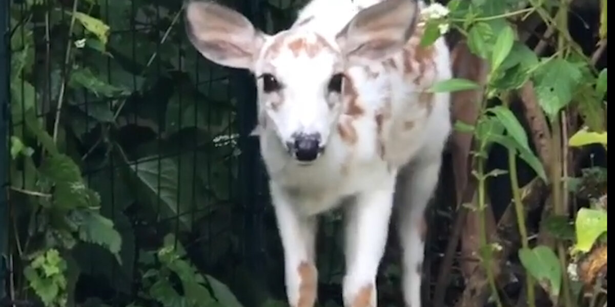 Baby Deer Loves To Play Mom To All Her Friends - Videos - The Dodo