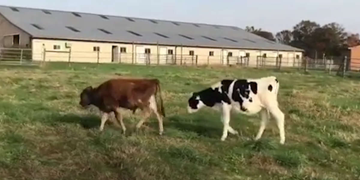 Cows Are So Excited To Meet Each Other For The First Time - Videos ...