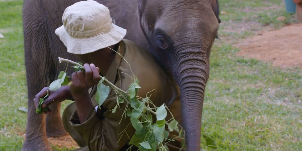 Elephant Who Lost Her Mom Has So Many New Friends - Videos - The Dodo