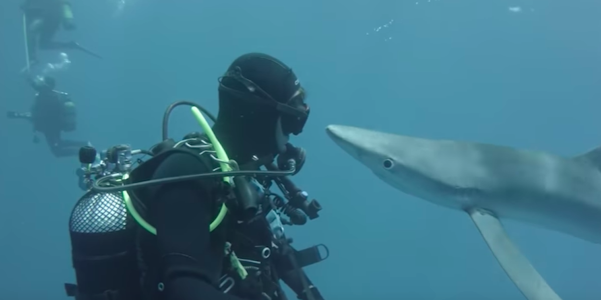 Curious Blue Shark Swims Up To Diver For A 'Kiss' In Viral Video - The Dodo
