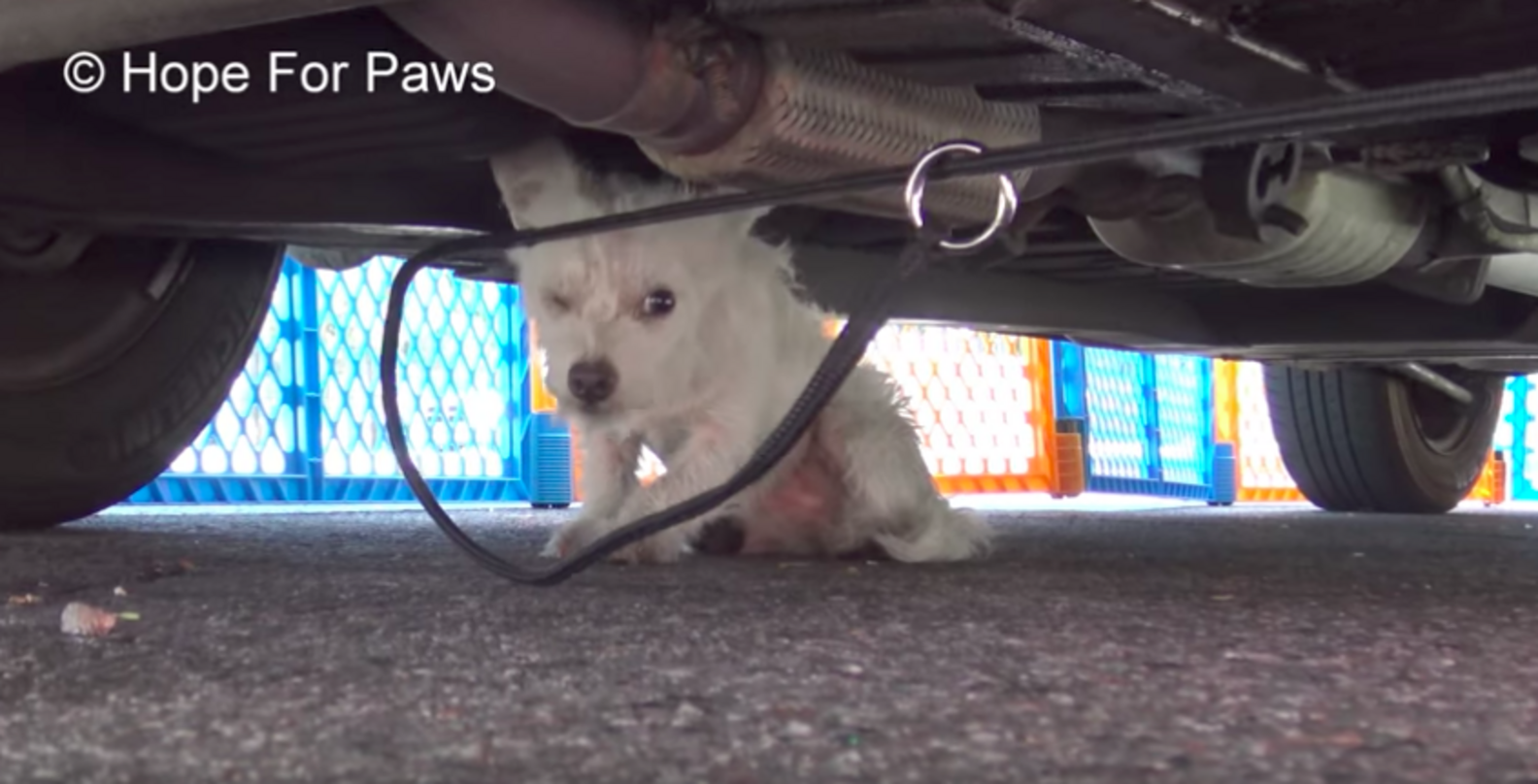 Tiny Westie Hiding Under Car Was Too Scared To Come Out - The Dodo