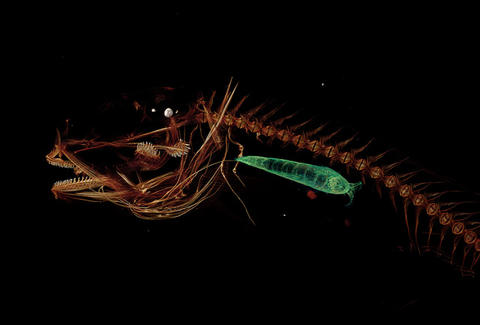 Mariana Snailfish: Deepest Fish Ever Found is Terrifying - Thrillist