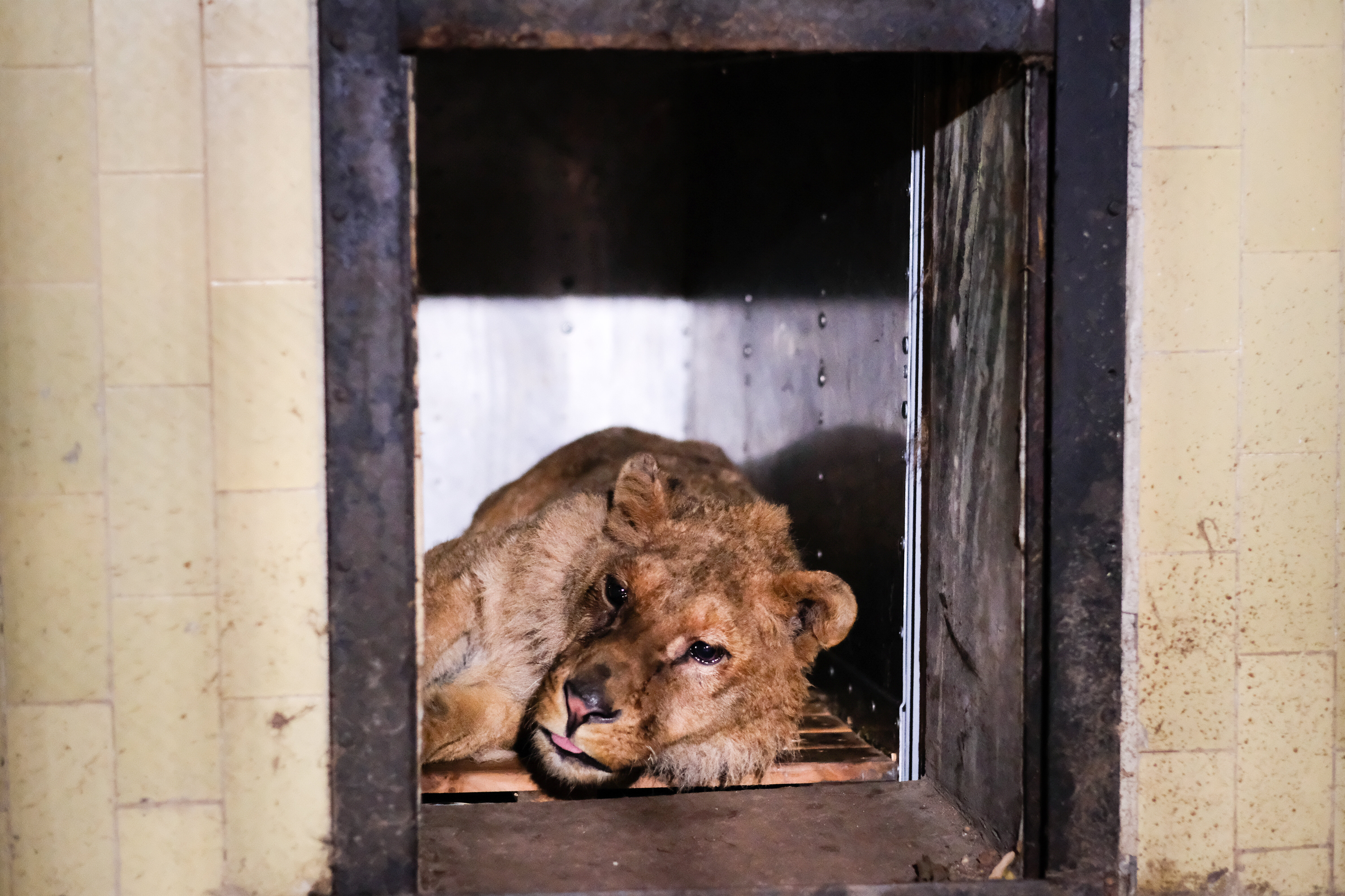 Lion Family Languishing In Illegal Bulgarian Zoo Finally Get Help - The ...