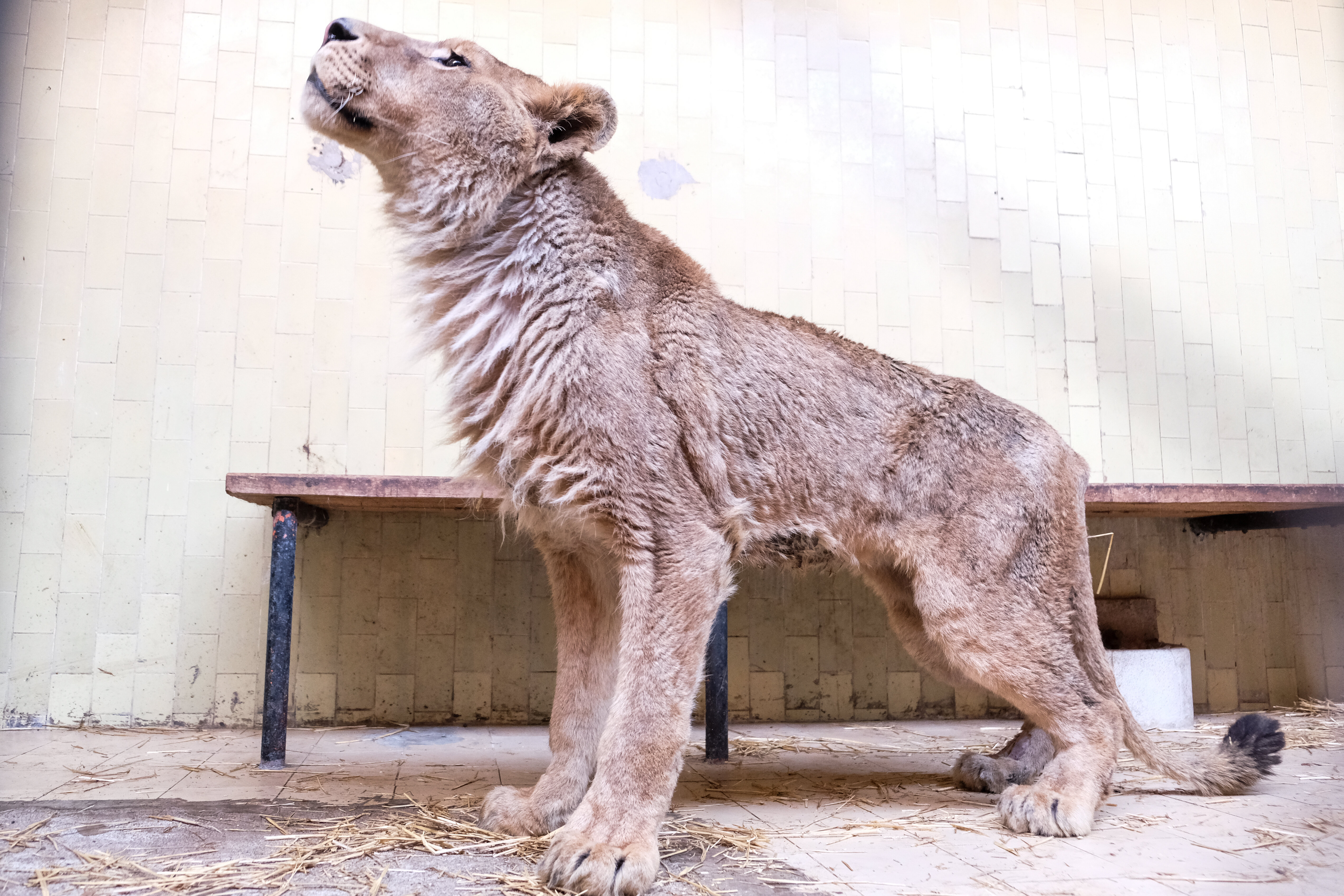 Lion Family Languishing In Illegal Bulgarian Zoo Finally Get Help - The ...