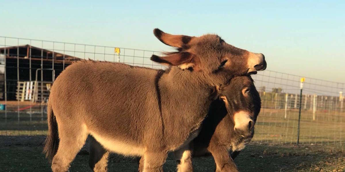 Rescued Donkeys At Texas Sanctuary Fall In Love - The Dodo